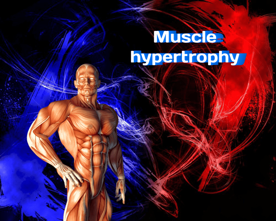 The possibilities of muscle hypertrophy for the average person ...