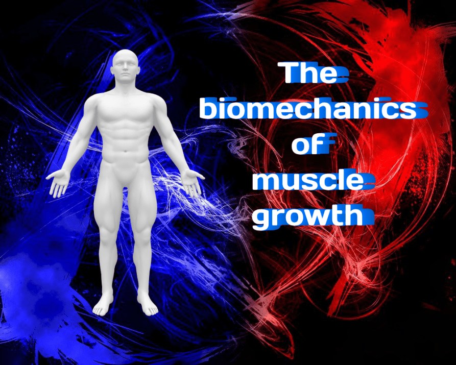 The Biomechanics of Muscle Growth | Athletic Store